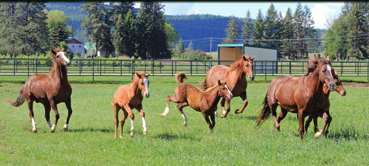 Montana Ranch Cutting Horses