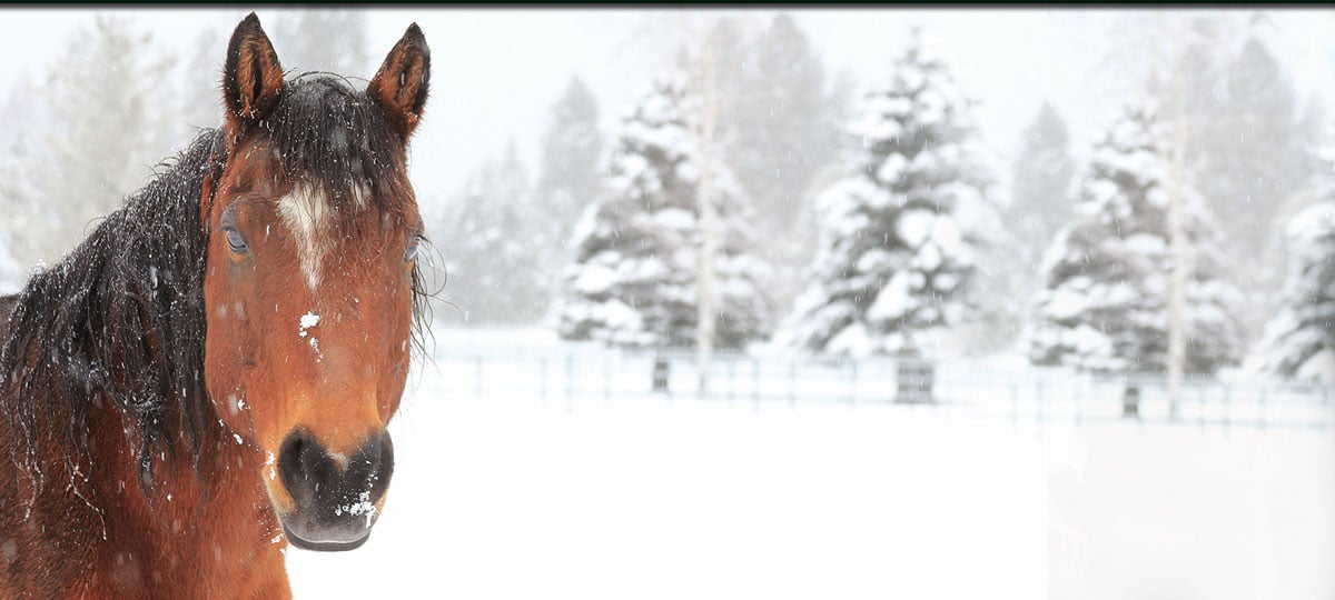 Montana Ranch Cutting Horses