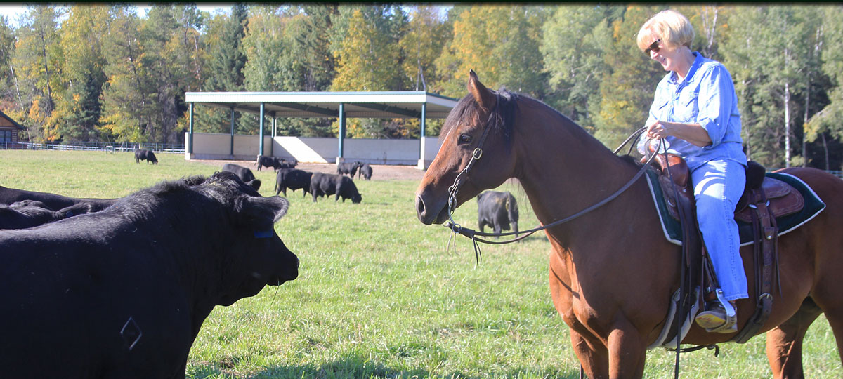 Montana Ranch Cutting Horses