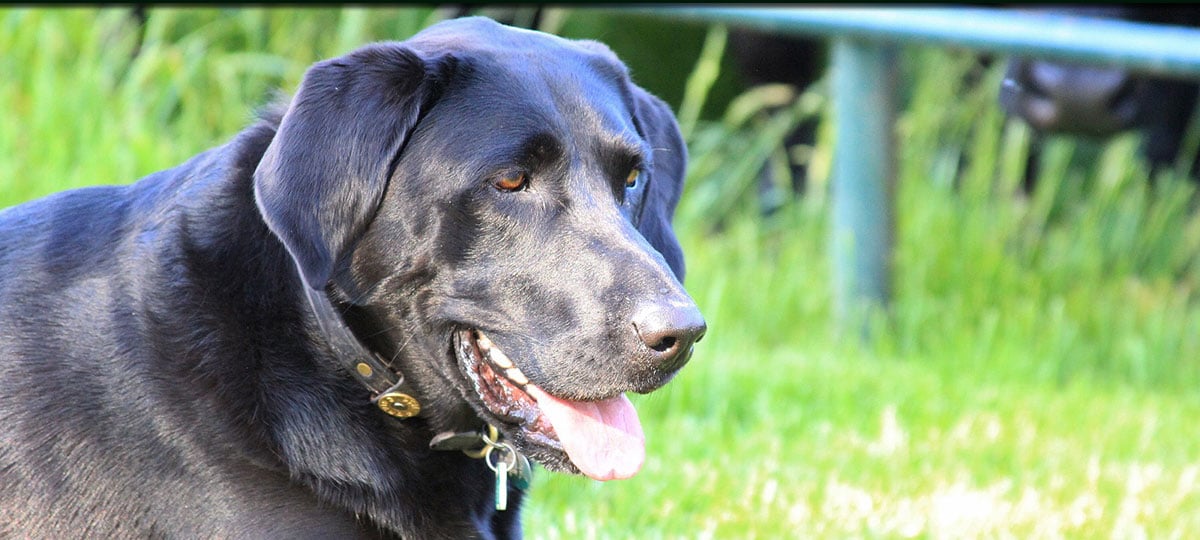 Montana Ranch Cutting Horses