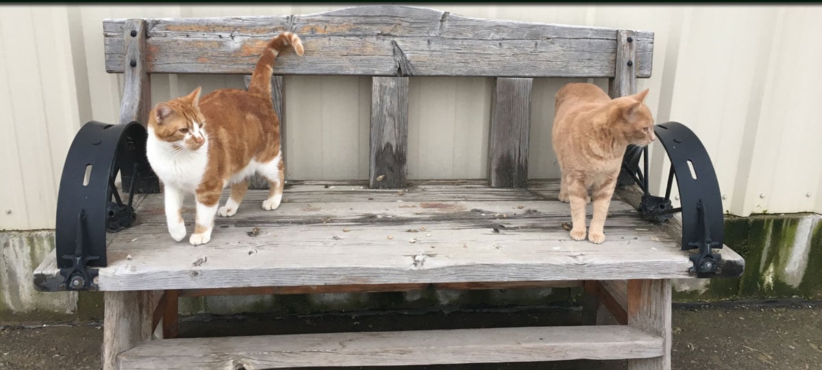 Montana Ranch Cutting Horses